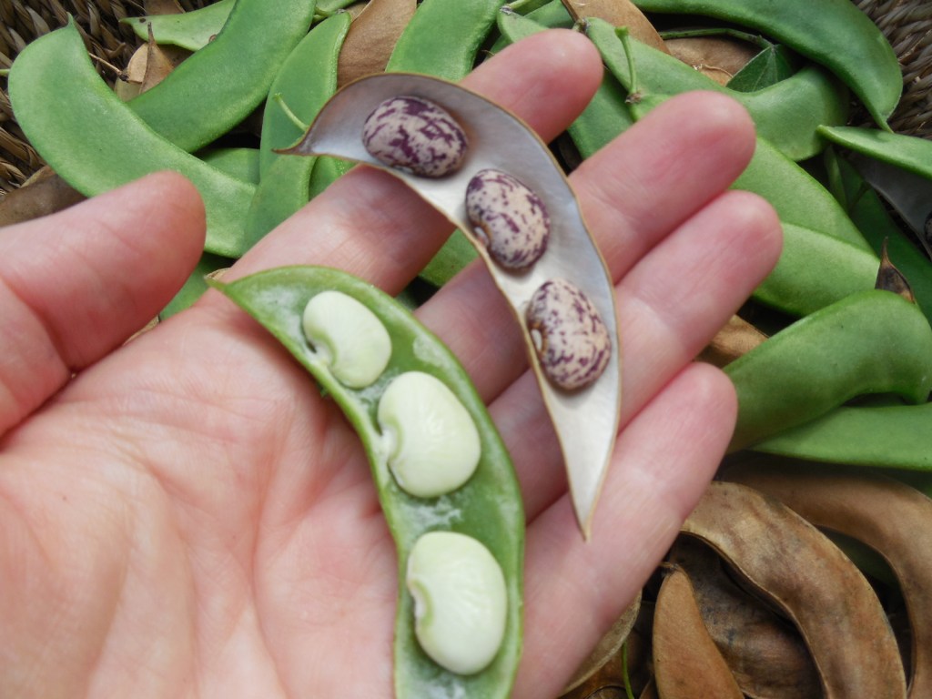 Harvesting Jackson Wonder Lima Beans | Coffee to Compost