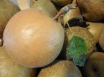Sand Pear Recipe: Spiced Pear Butter | Coffee to Compost