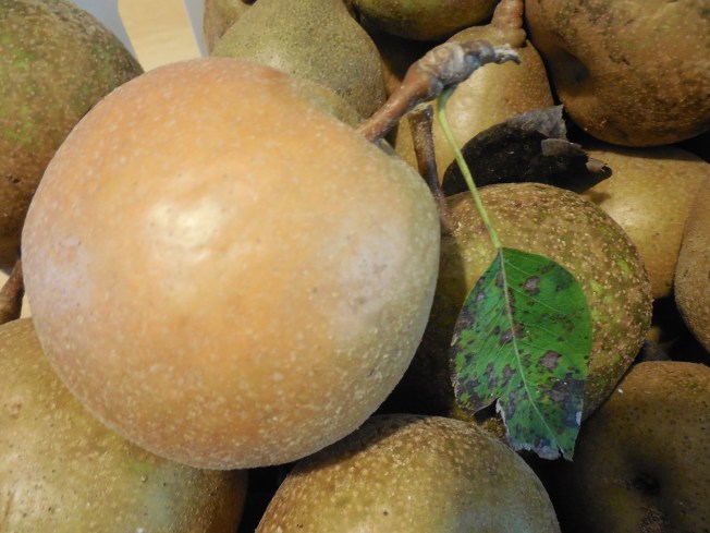 Sand Pear Recipe: Spiced Pear Butter | Coffee to Compost