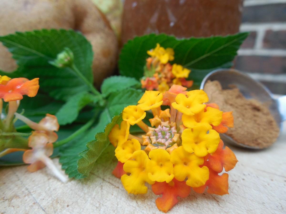 Sand Pear Recipe: Spiced Pear Butter | Coffee to Compost