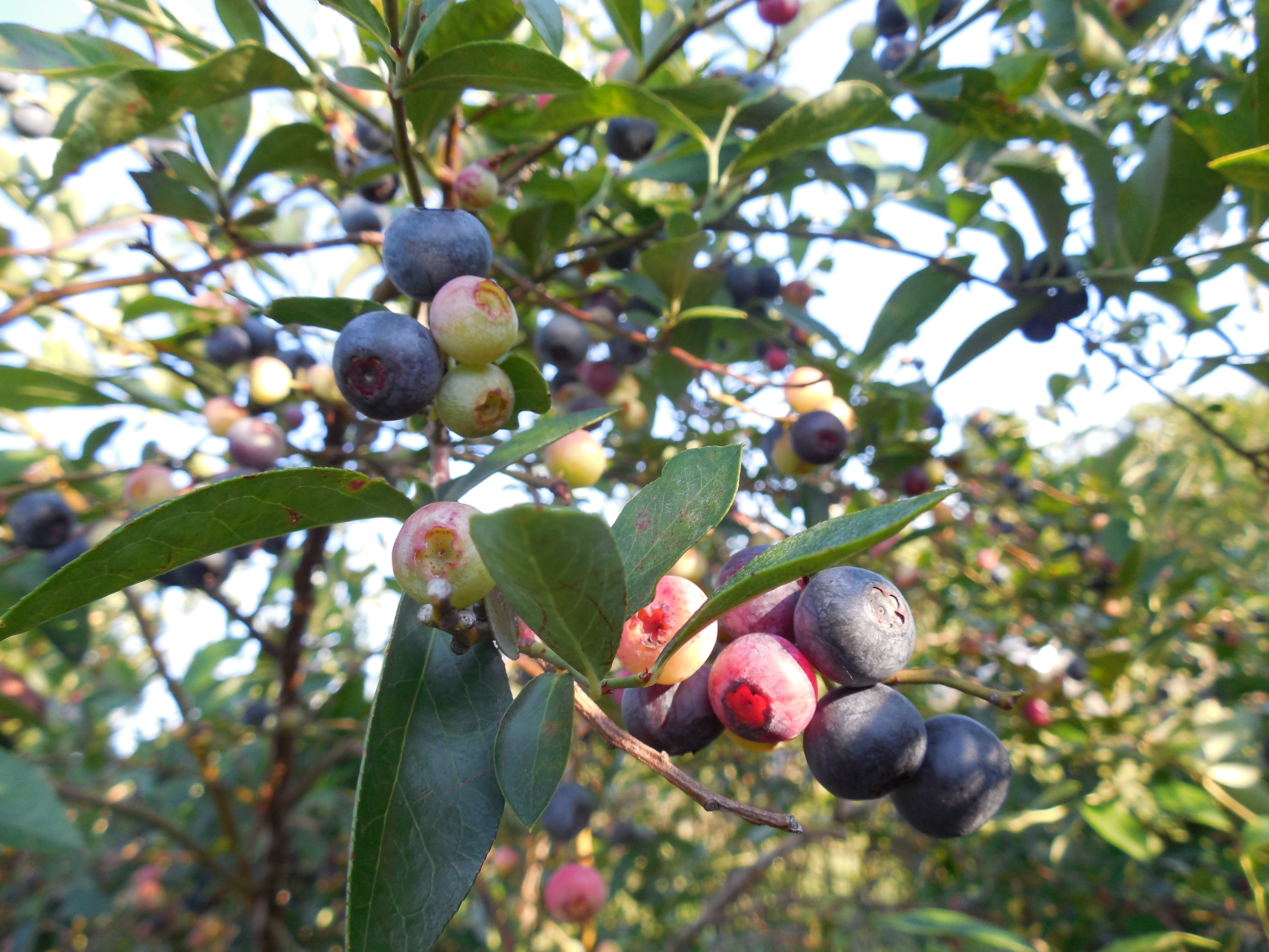 Touchablue Berry Farm: U-Pick Blueberries $1/lb | Coffee to Compost